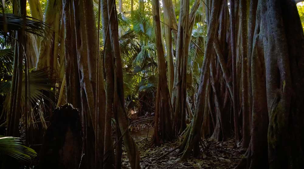 The power of nature | Uber Super Duper - Creative Studio